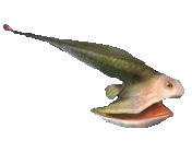 Gulper Eel | Hungry Shark Evolution Wiki | Fandom