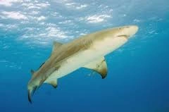 Enemy lemon shark | Hungry shark fanon Wikia | Fandom