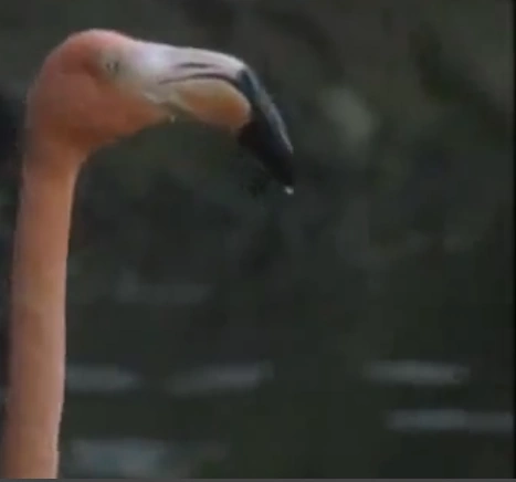 Flamingos | Hungry shark fanon Wikia | Fandom