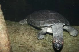 Arrau turtle | Hungry shark fanon Wikia | Fandom