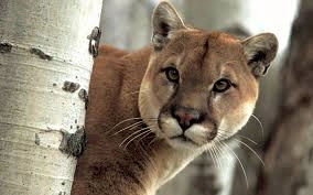 Puma | Hungry shark fanon Wikia | Fandom