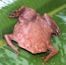 Suriname Toad | Hungry shark fanon Wikia | Fandom