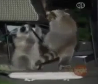 Raccoon | Hungry shark fanon Wikia | Fandom