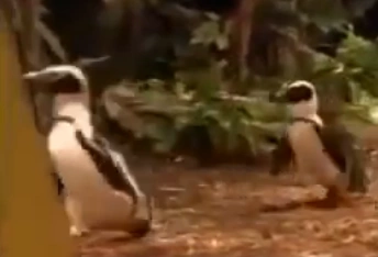 Penguin | Hungry shark fanon Wikia | Fandom