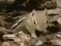 Chipmunks | Hungry shark fanon Wikia | Fandom