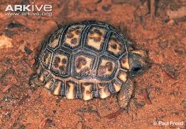 Chaco tortoise | Hungry shark fanon Wikia | Fandom