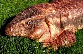 Red Tegu | Hungry shark fanon Wikia | Fandom