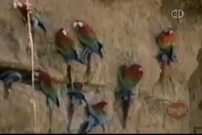 Macaw | Hungry shark fanon Wikia | Fandom