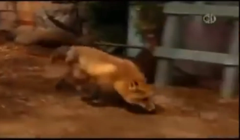 Red Fox | Hungry shark fanon Wikia | Fandom