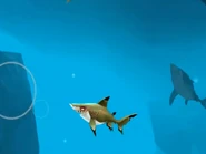 Blacktip Reef Shark | Hungry Shark Wiki | Fandom
