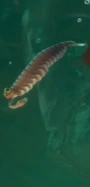 Opabinia | Hungry Shark Wiki | Fandom