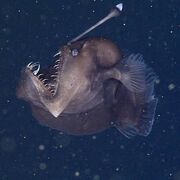 Anglerfish | Hungry Shark Wiki | Fandom