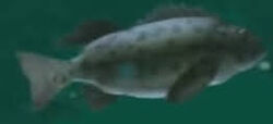 Hungry Shark Evolution Kempy Bass
