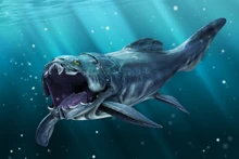 Big Daddy | Hungry Shark Wiki | Fandom