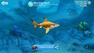 Blacktip Reef Shark | Hungry Shark Wiki | Fandom