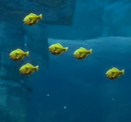 Hungry Shark Primal | Hungry Shark Wiki | Fandom