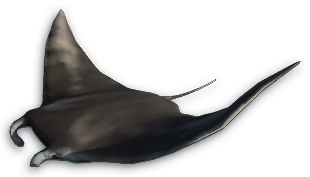 Manta Ray | Hungry-Shark Fanon Wiki | Fandom