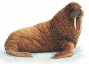 Walrus | Hungry-Shark Fanon Wiki | Fandom