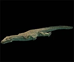 Nothosaurus | Hungry-Shark Fanon Wiki | Fandom