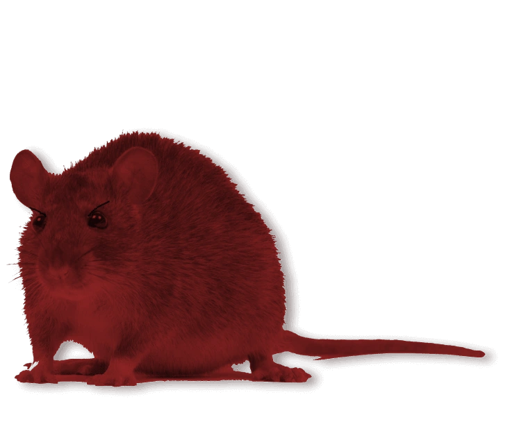 Evil Rat | HunterGamipedia Wiki | Fandom