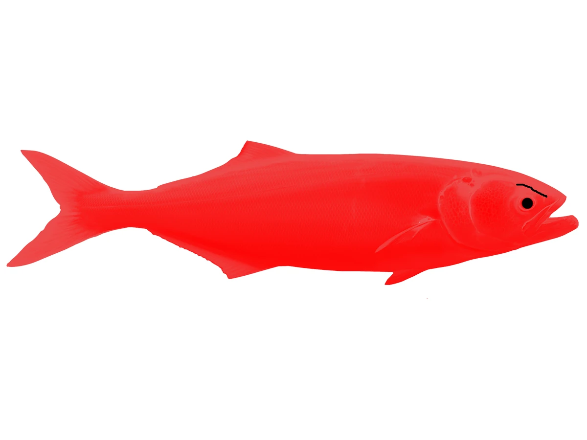 Evil fish | HunterGamipedia Wiki | Fandom