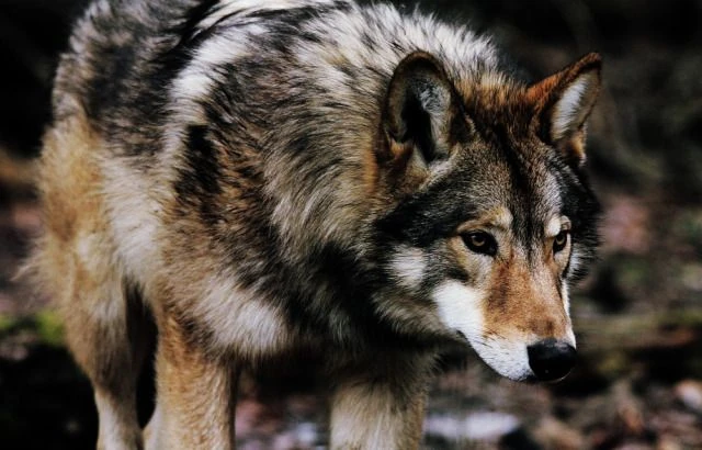 Thunderclaw | Hunters.wolves Wiki | Fandom