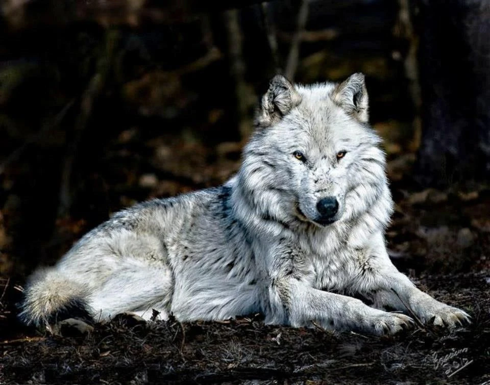 Clovershine | Hunters.wolves Wiki | Fandom