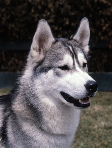 Shirna | Hunters.wolves Wiki | Fandom