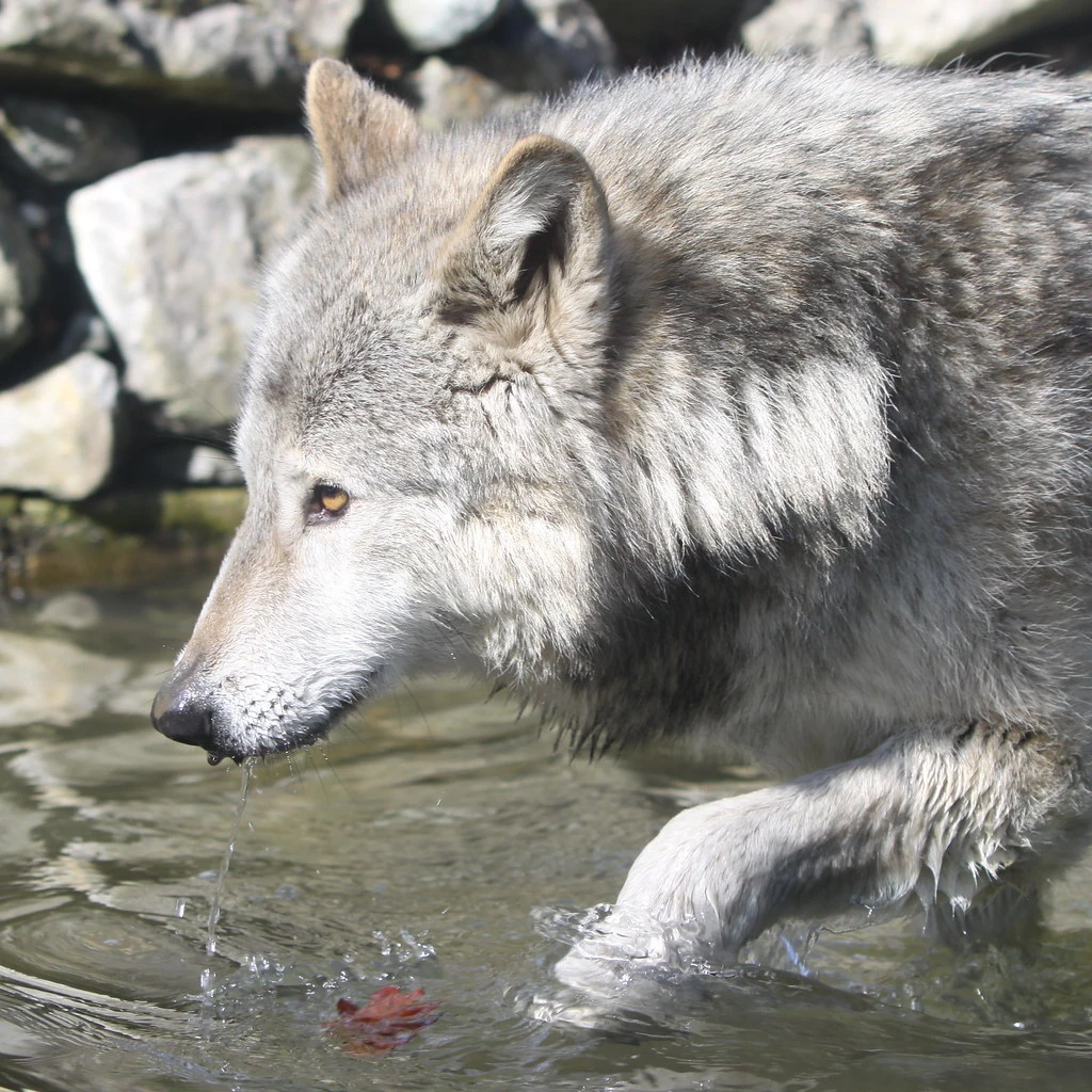 Brambletooth | Hunters.wolves Wiki | Fandom