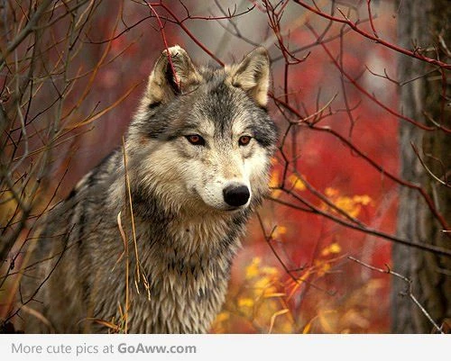 Bouldercrash | Hunters.wolves Wiki | Fandom