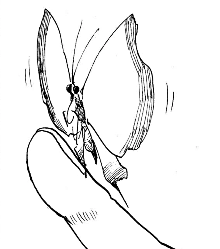 Hemotropic Butterfly/Image Gallery | Hunterpedia | Fandom