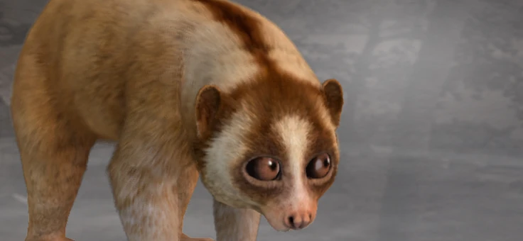 Bengal Slow Loris | Hunting Clash Wiki | Fandom