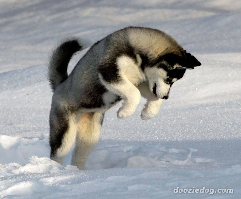 El Husky | Husky siberiano Wiki | Fandom