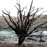 Krot (HV) | Hvetshran Wiki | Fandom