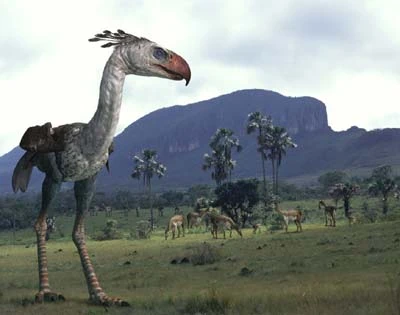 Terror Bird | Hunter x Hunter Role Playing Game Wiki | Fandom