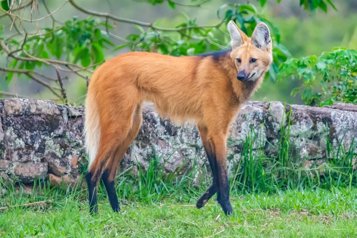 Maned Wolf | Hybrids Wiki | Fandom
