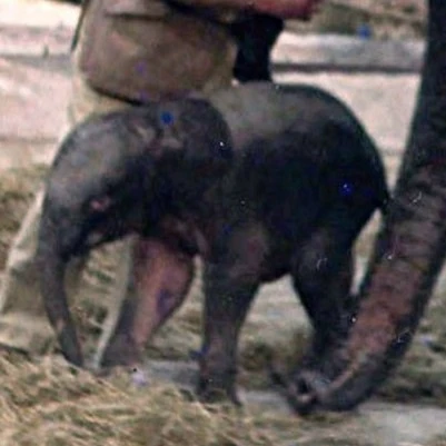 Motty | Hybrids Wiki | Fandom