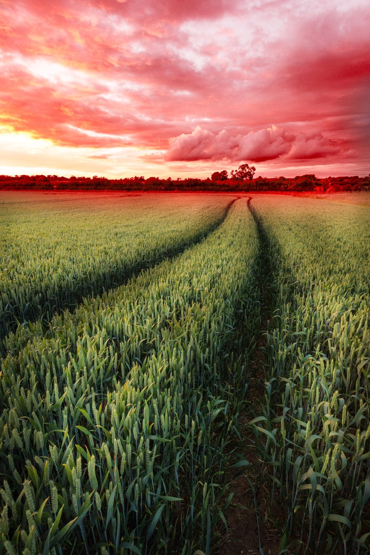 Barnard's World | Hyperion Cantos Wiki | Fandom