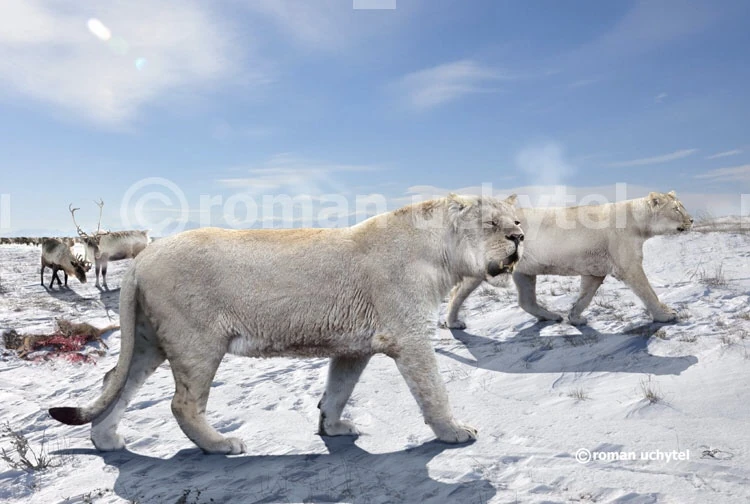 Snow lion | Hypothetical prehistory Wiki | Fandom