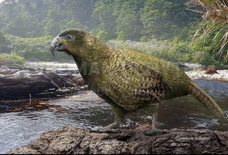 Goliath parrot | Hypothetical prehistory Wiki | Fandom