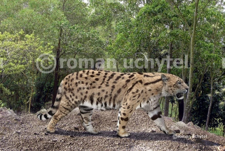 Spotted tiger | Hypothetical prehistory Wiki | Fandom