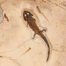 Igorbatrachus | Hypothetical prehistory Wiki | Fandom