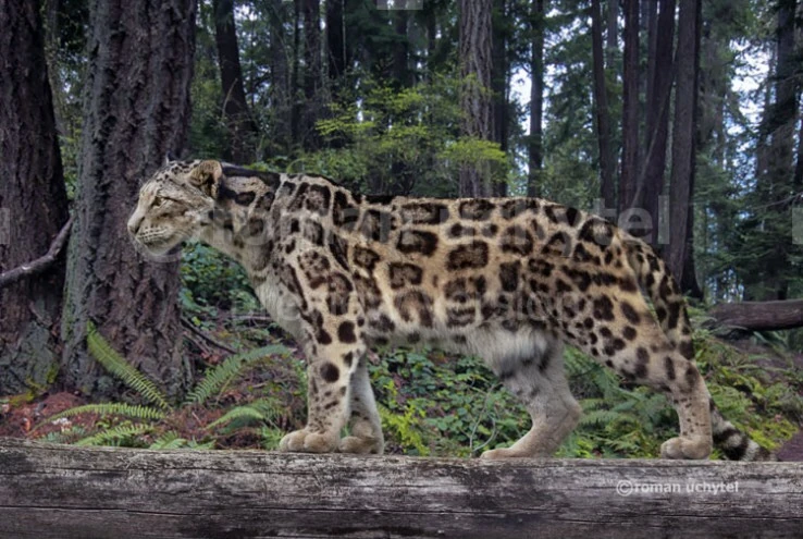 Australian leopard | Hypothetical prehistory Wiki | Fandom