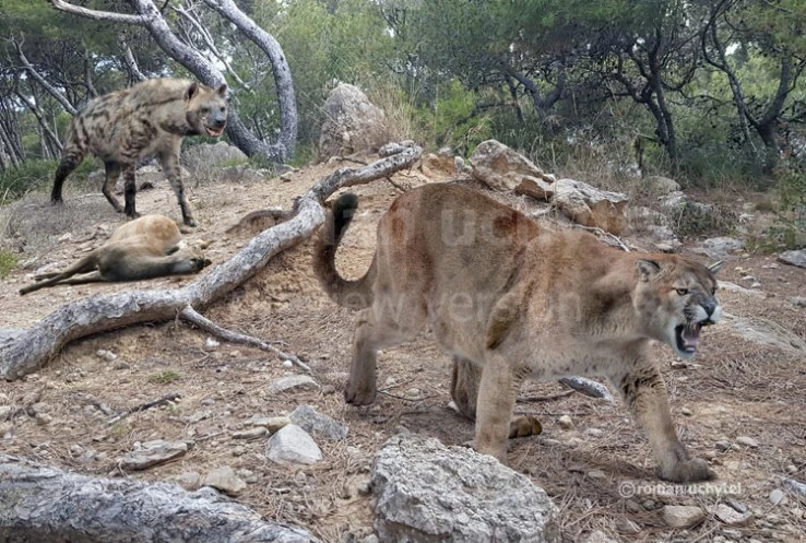 Giant panther | Hypothetical prehistory Wiki | Fandom