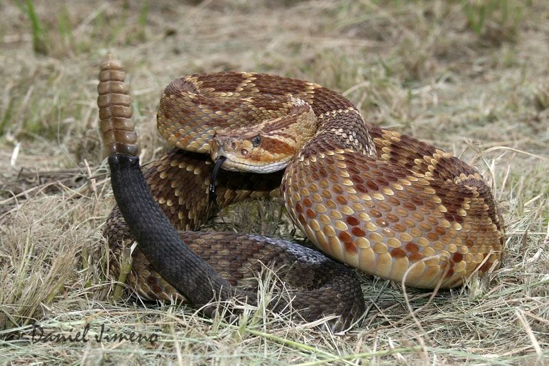 Giant Pleistocene ice age rattlesnake | Hypothetical prehistory Wiki ...