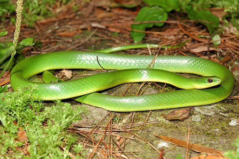 Yucatán green snake | Hypothetical snakes Wiki | Fandom