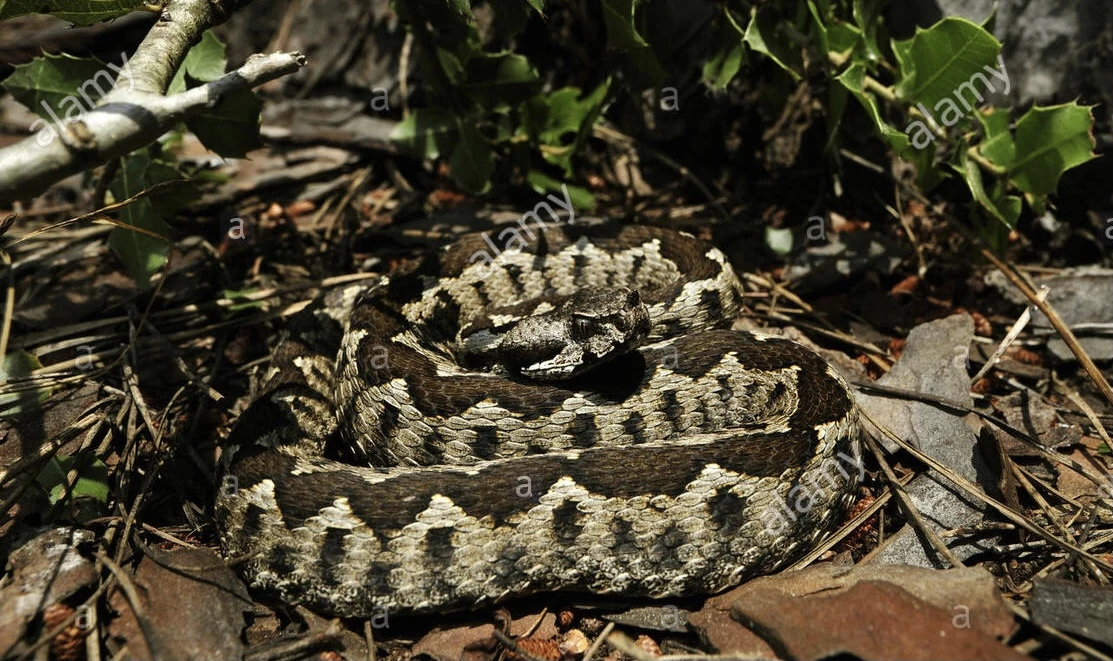 Neotropical lancenose | Hypothetical snakes Wiki | Fandom