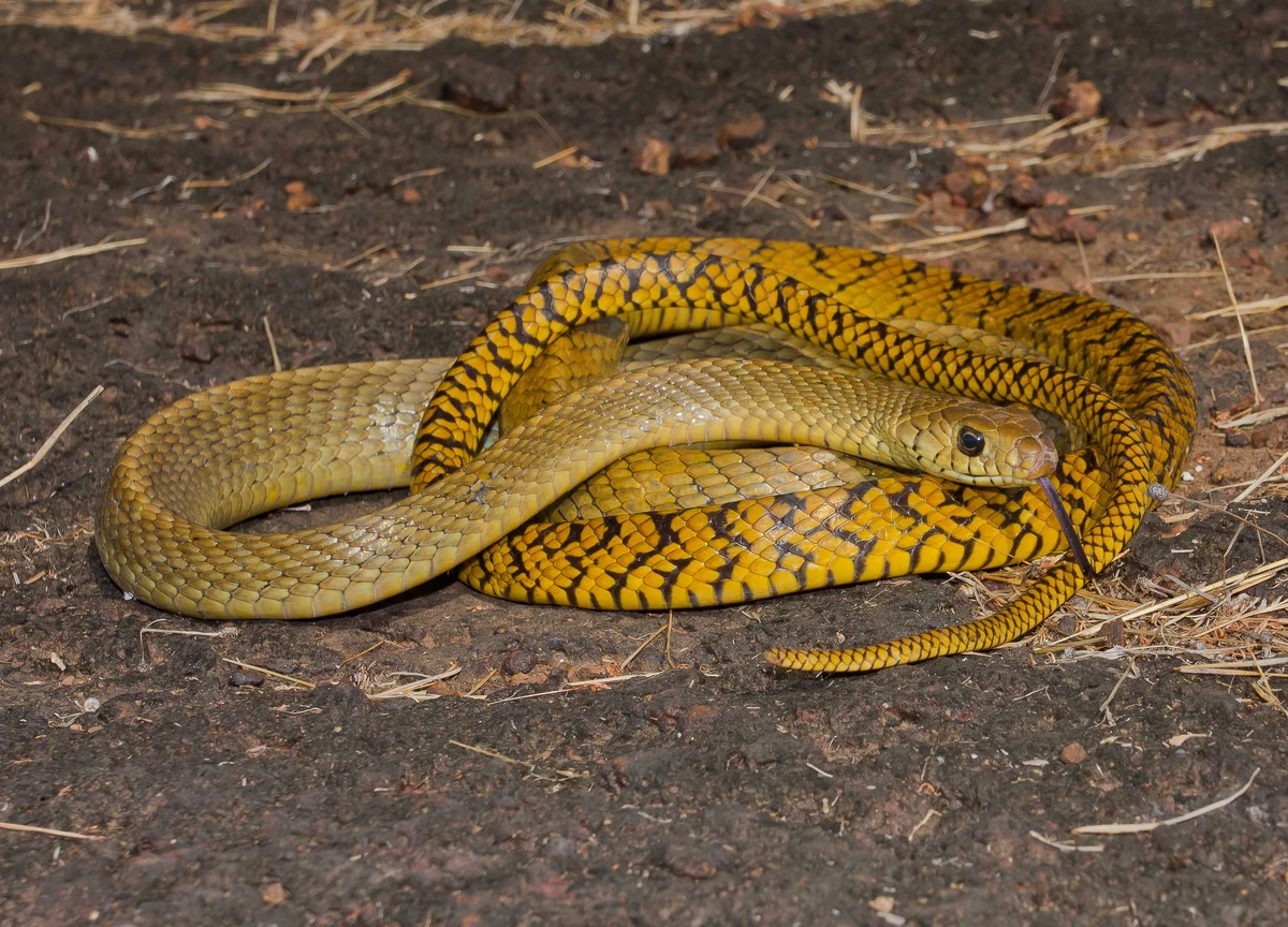 Hawaiian rat snake | Hypothetical snakes Wiki | Fandom