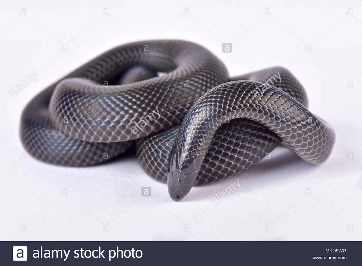 Aleutian Sand Asp | Hypothetical snakes Wiki | Fandom