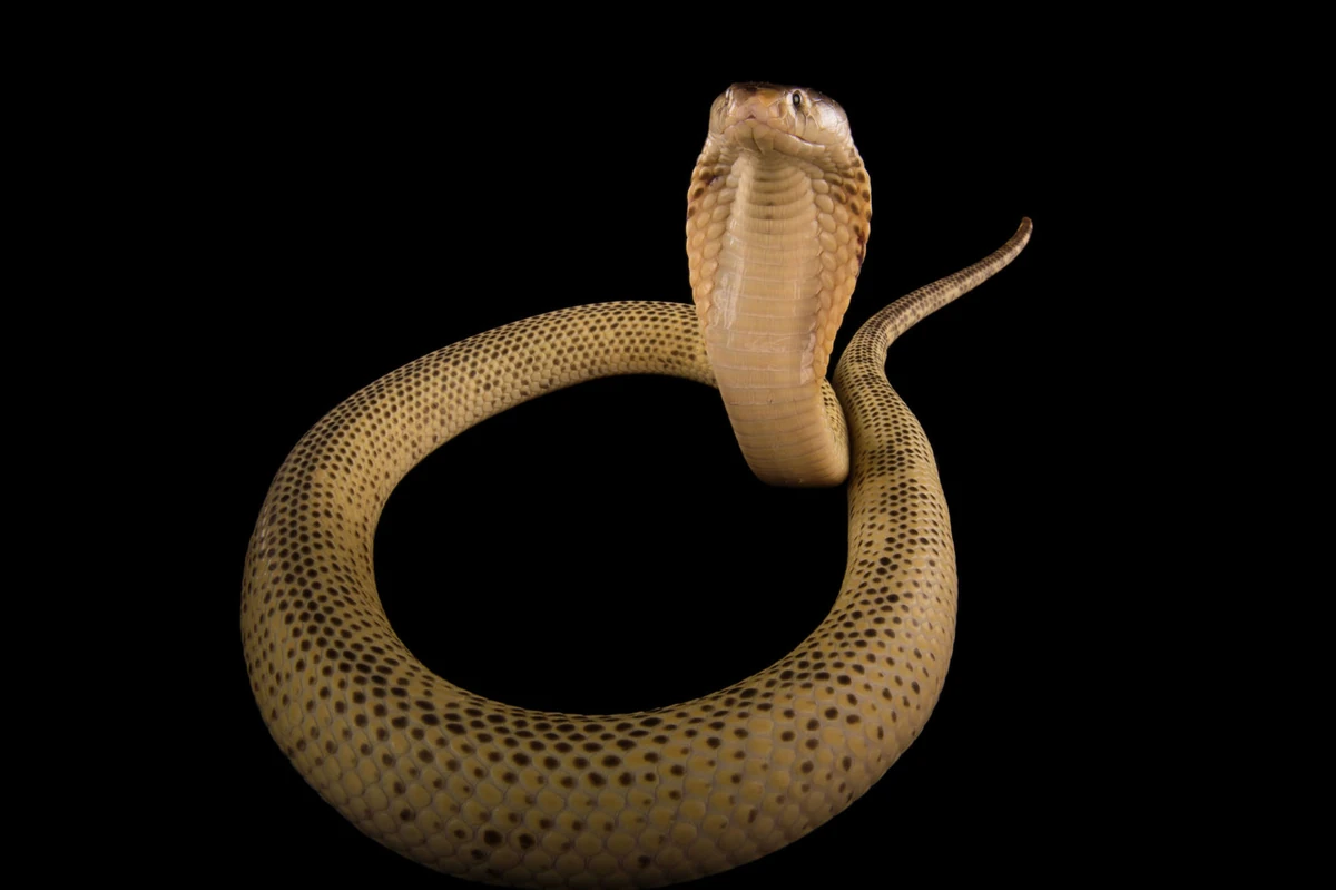Diaz’s cobra | Hypothetical snakes Wiki | Fandom